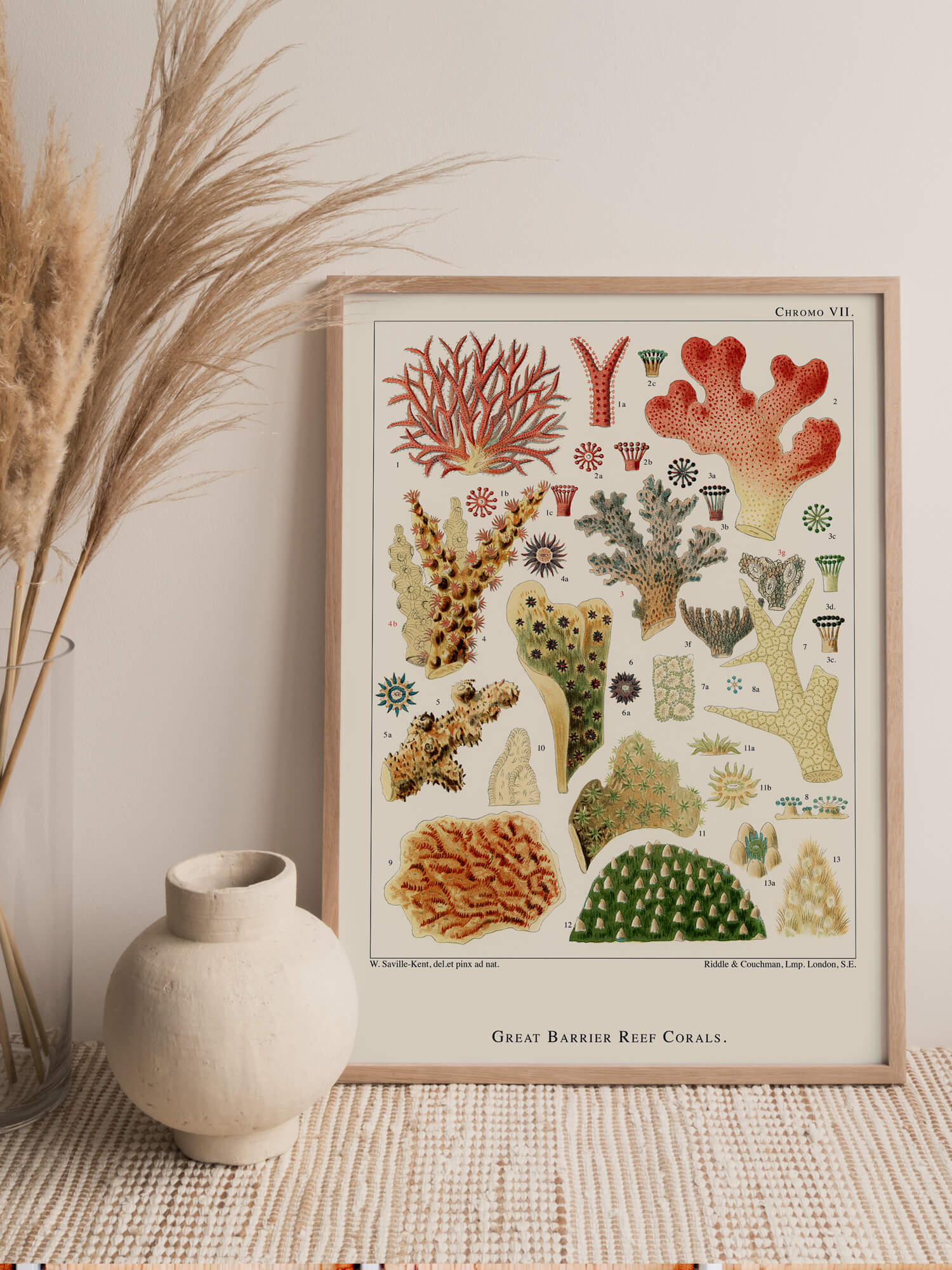 Great Barrier Reef of Australia by William Saville-Kent Print (A1/2/3 ...